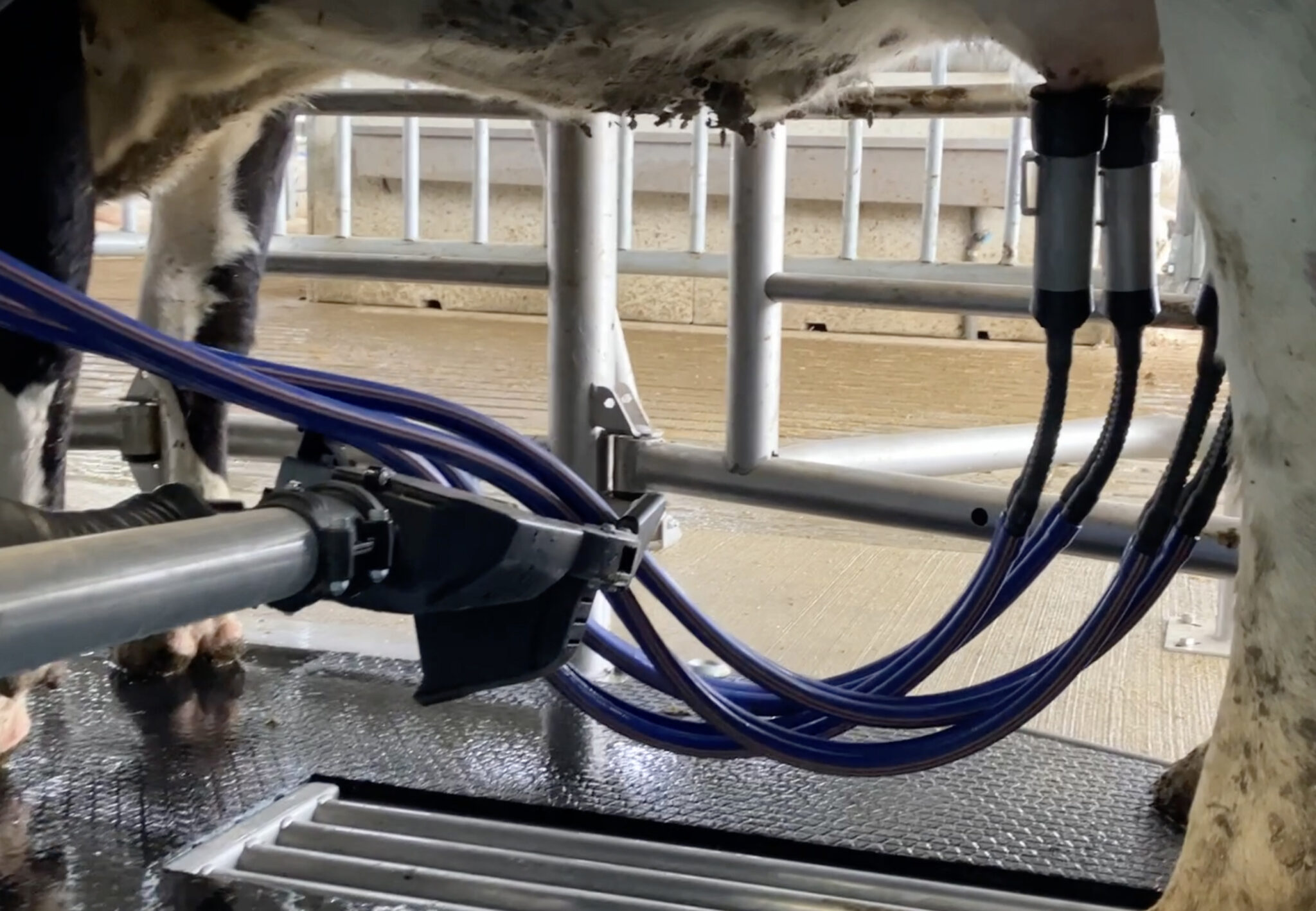 DeLaval’s robotic combination adds up for Addingrove Farm – T H WHITE ...