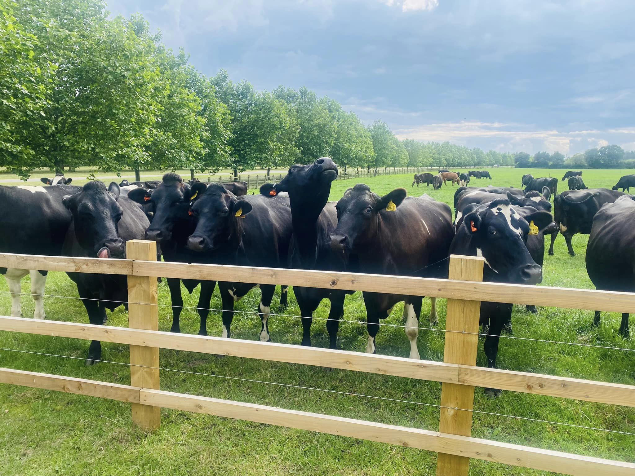 Join us at these upcoming Dairy farm Open Days - T H WHITE Dairy